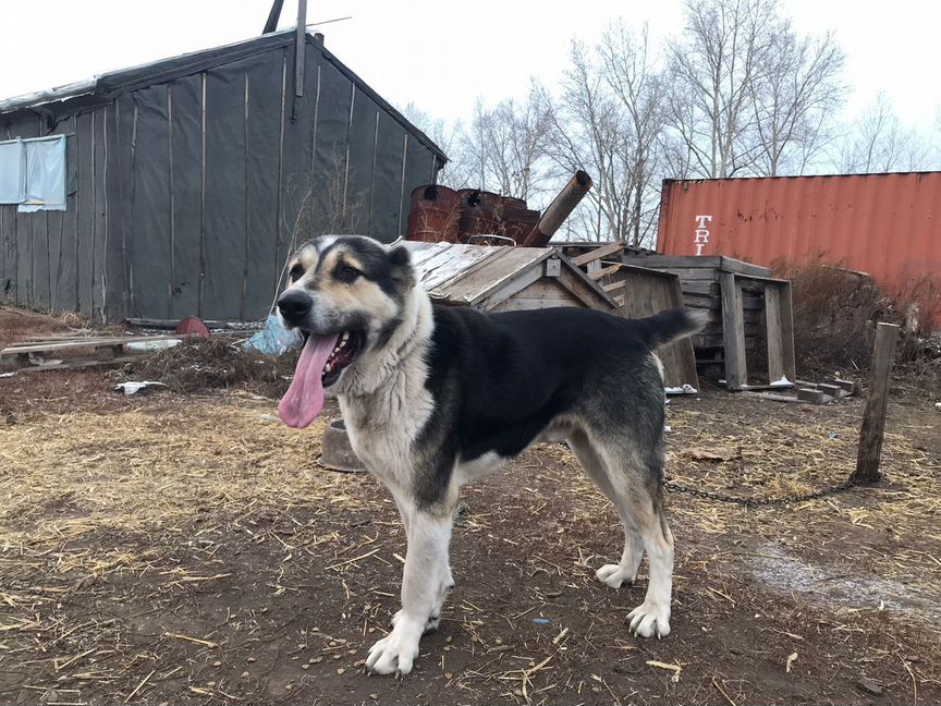 Собака в добрые руки