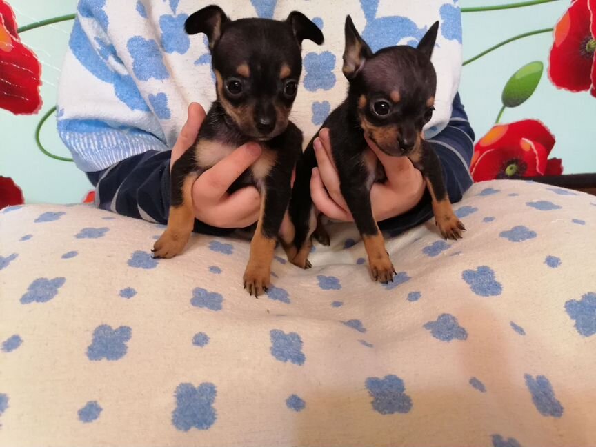 Той-терьер щеночки