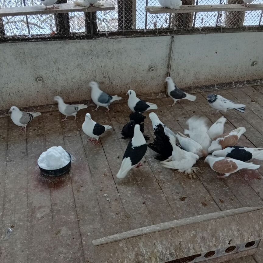 Голуби венгры желтые. Чехи богатые черночистые