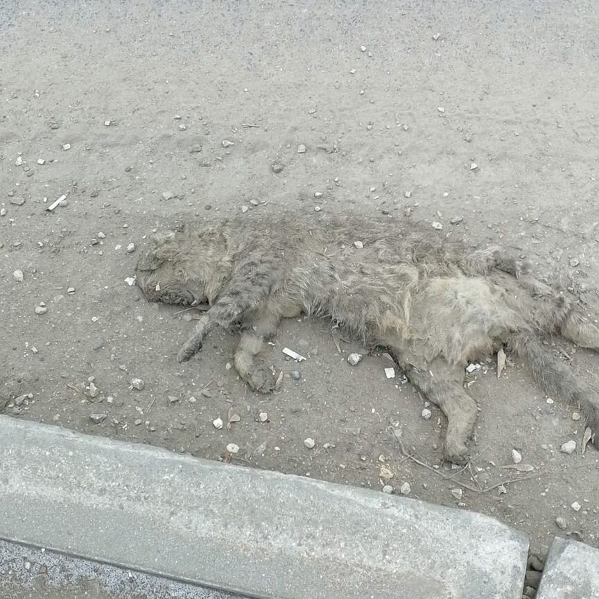 2 кота пока живы