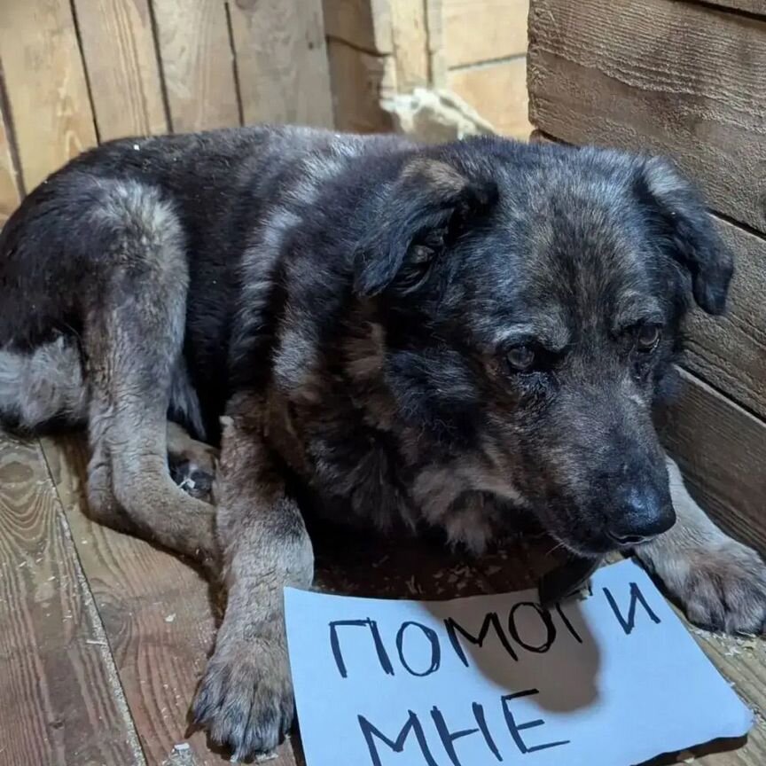 Взрослый пёс в добрые руки