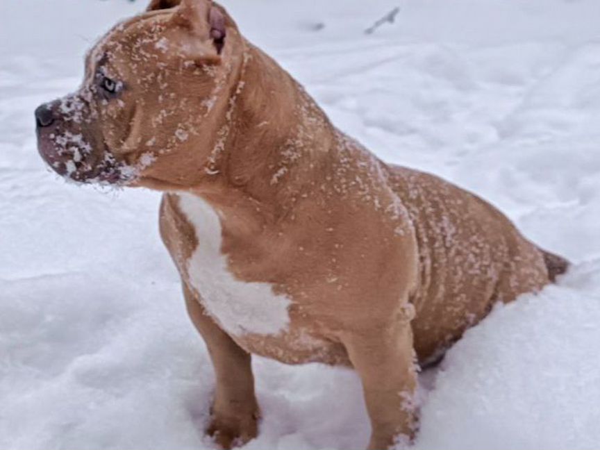 Щенки американского булли