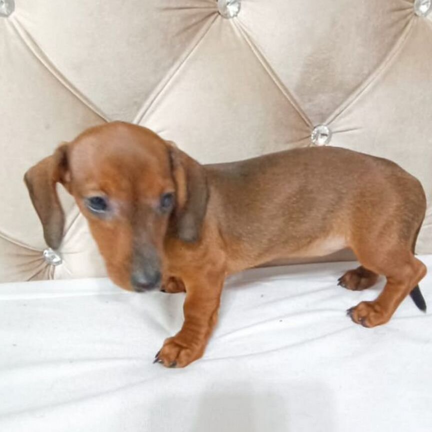 Карликовая такса, щенок