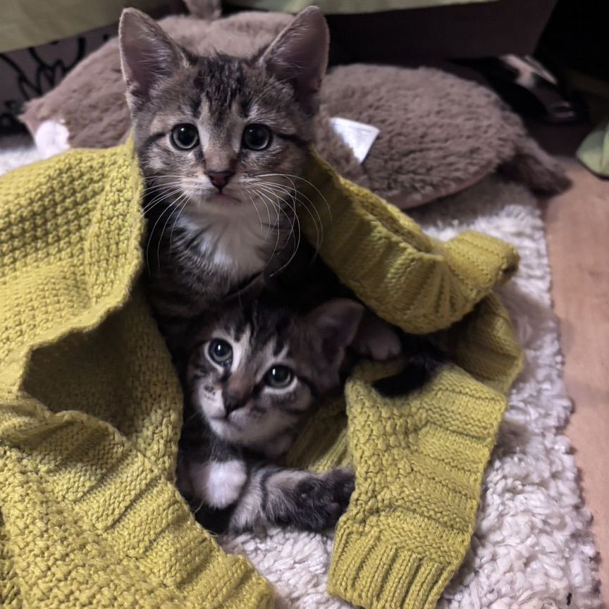 Котёнок в добрые руки