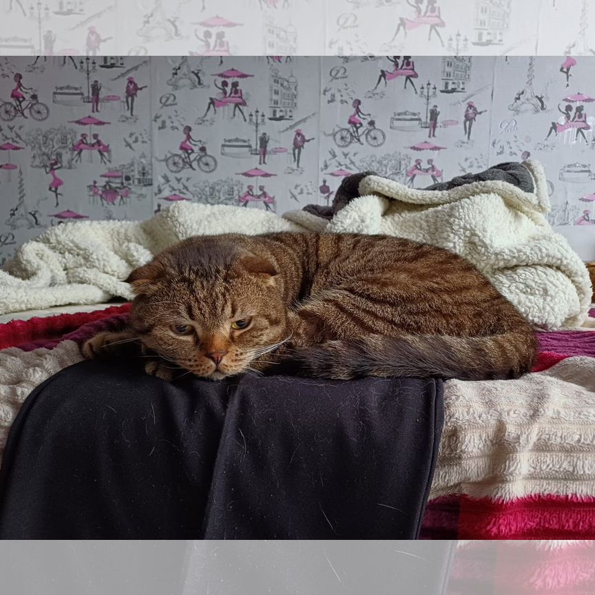 Вислоухий кот