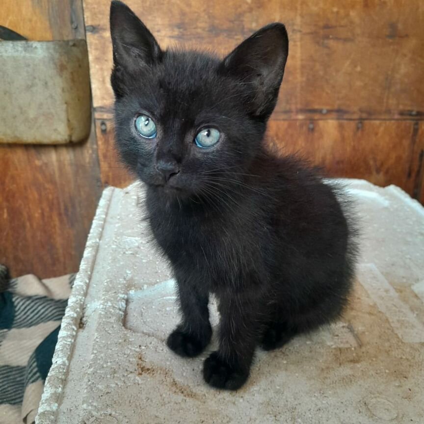 Котенок славный в заботливые ручки