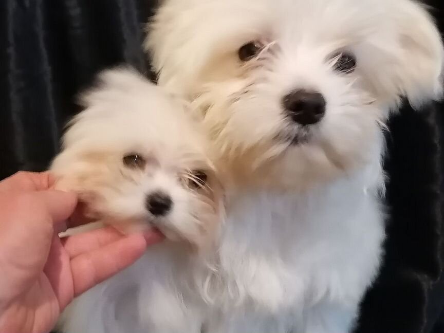 Болонки мальтийские (мальтезе)