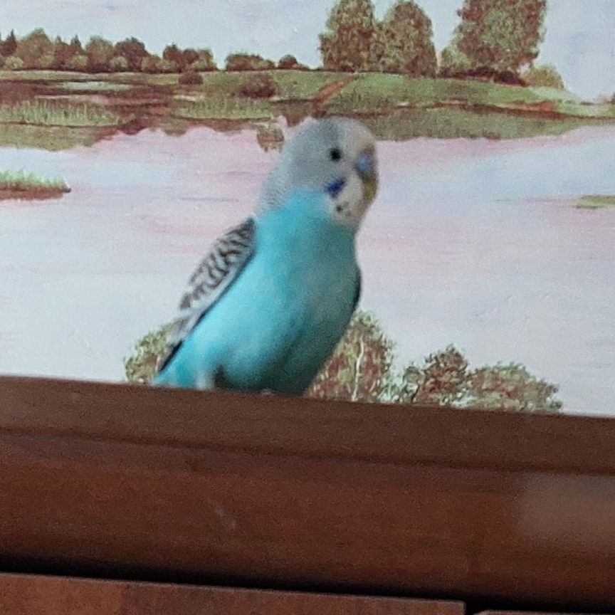 Волнистый попугай