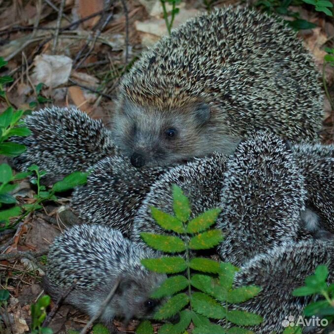 Еж ежики европейские