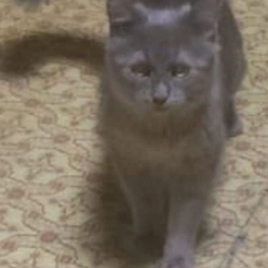 Котенок в добрые руки