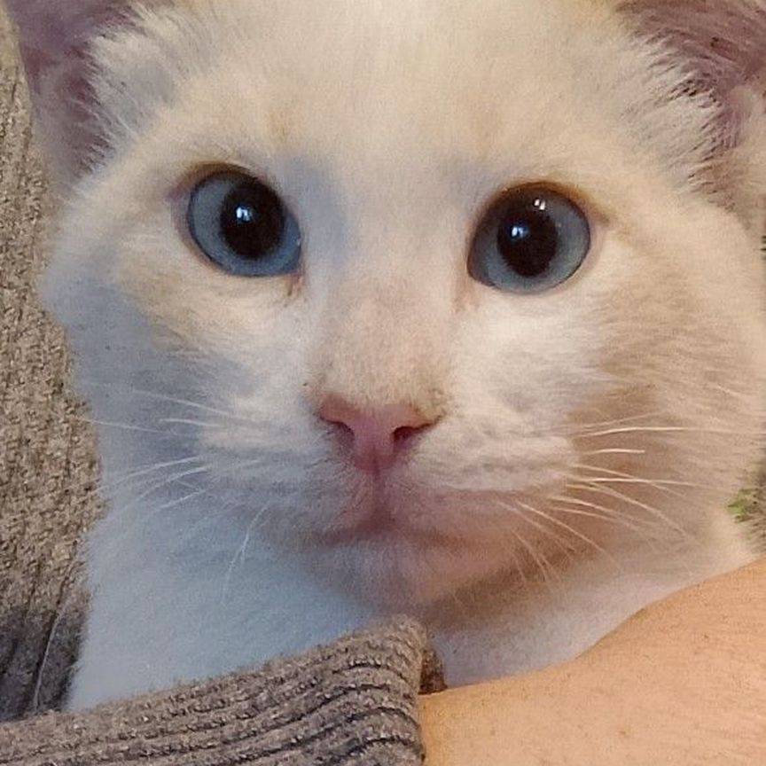 Голубоглазая серьёзная милаха