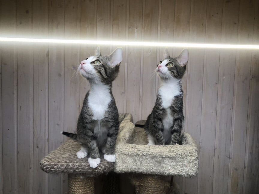 Котята в добрые руки бесплатно
