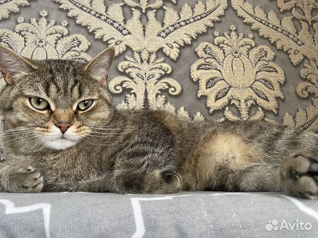 Отдам котика в добрые руки