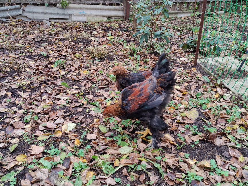 Брама куропатчатая