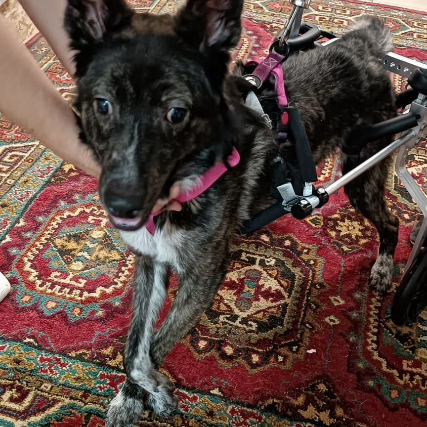 Щенок-инвалид-колясочник