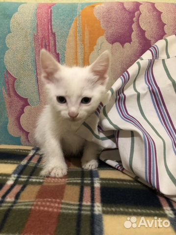 Котенок птенчик