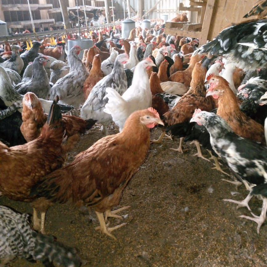 Опт Петухи на мясо, племя, развод