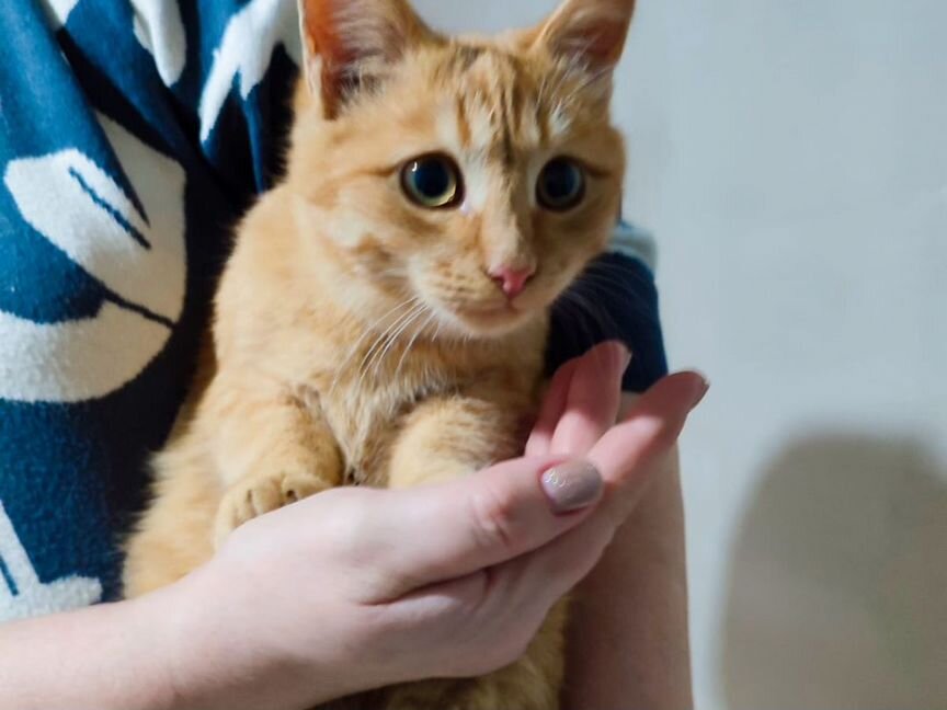 Кошки в добрые руки бесплатно