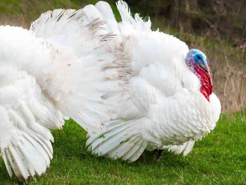 Индюшата биг 6 и хайбрид конвертер