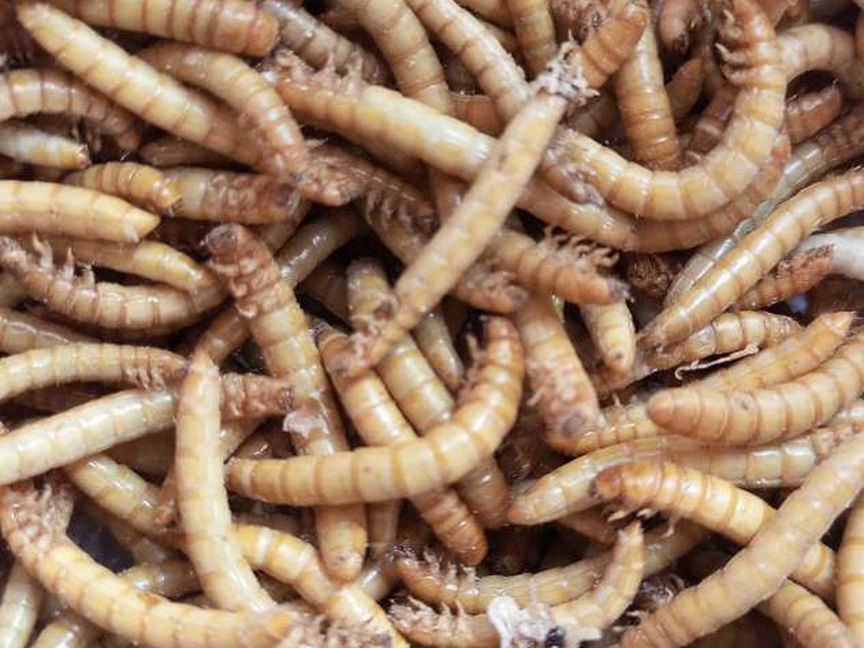 Корм для стрижей высокого качества