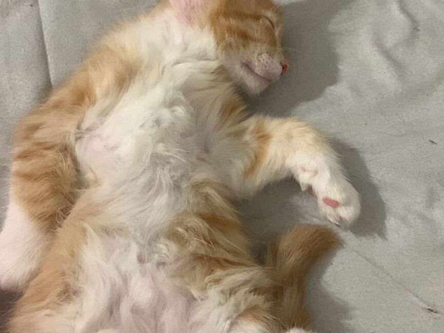 Рыжий котенок мейкун