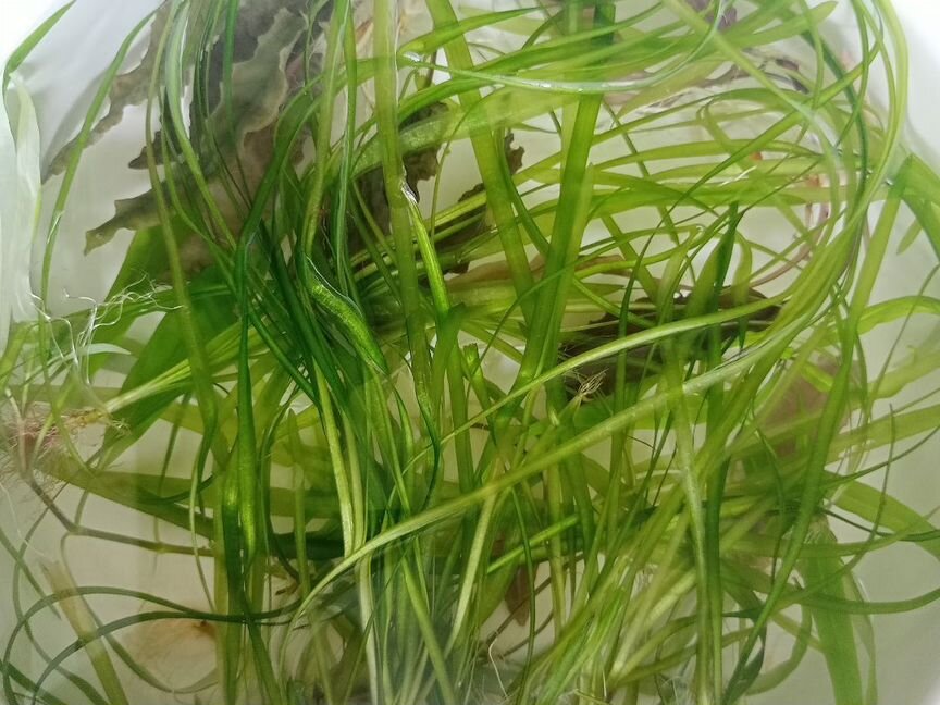 Бронь до 17:00. Аквариумные растения