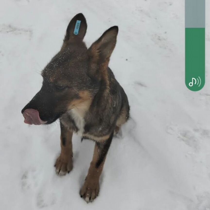 Щенок в добрые руки