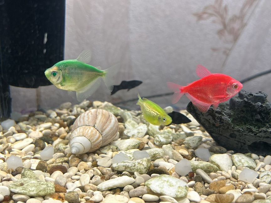 Рыбки тернеция