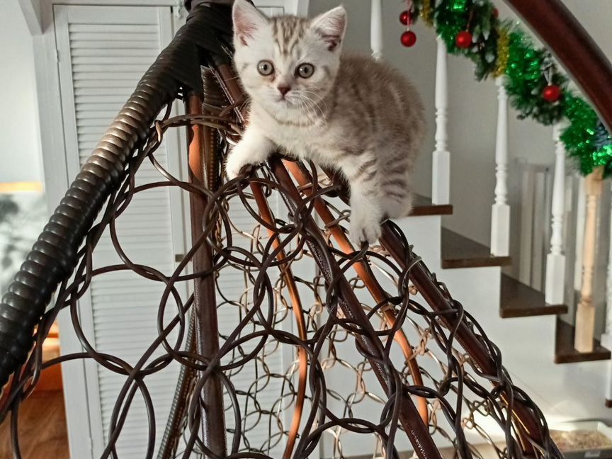 Шотландский котёнок