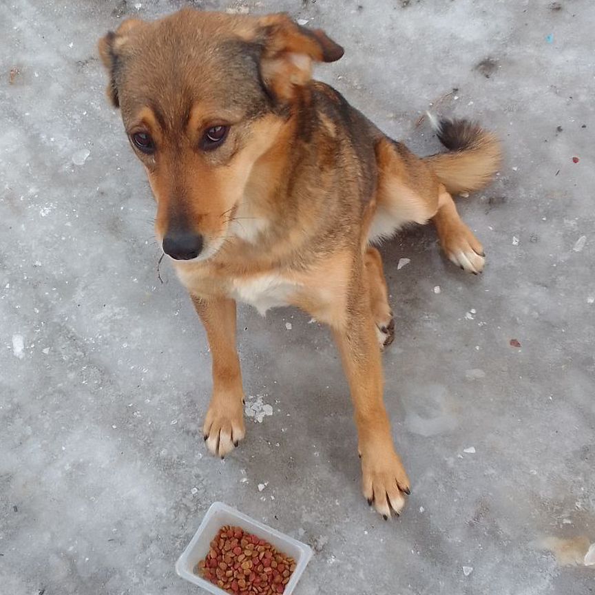 Взрослый пёс в добрые руки