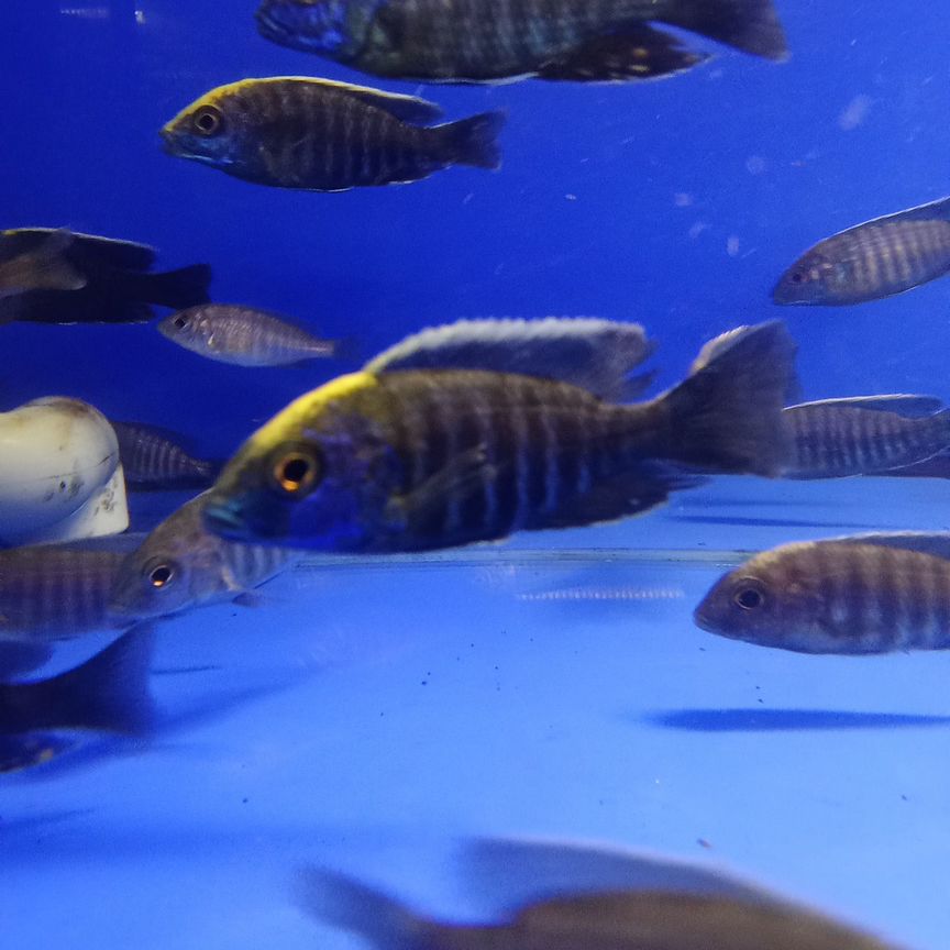 Аулонокара Майланди подростки