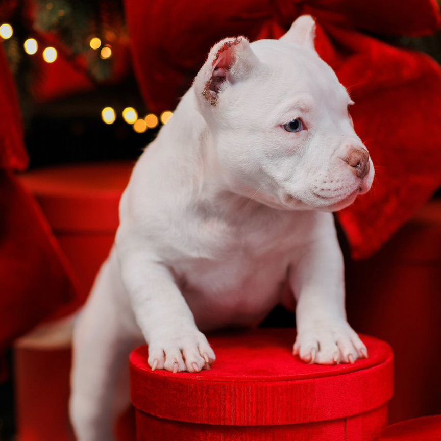 Американский булли, щенок