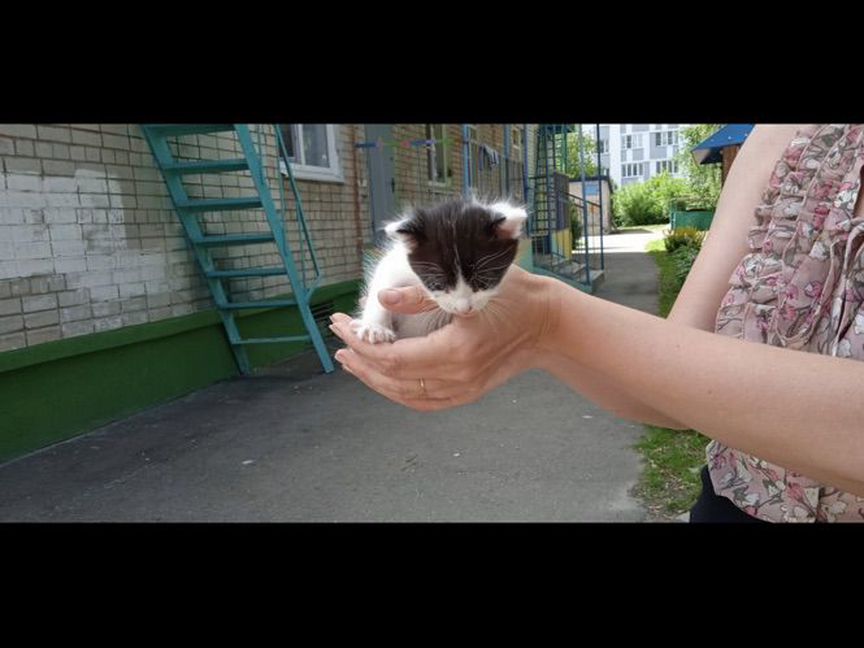 Котенка выкинули