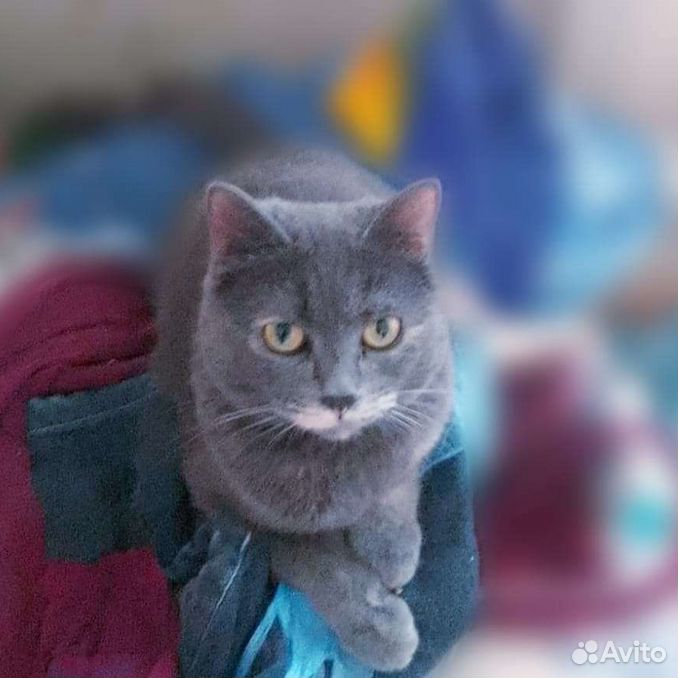 Кошечка Маркиза ждёт новых любящих хозяев