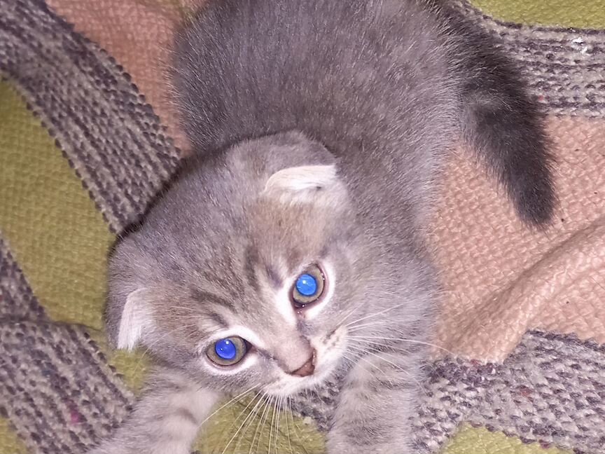 Котята в добрые руки бесплатно мальчик