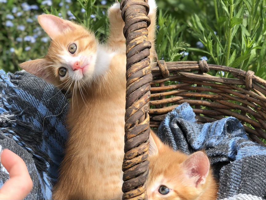 Рыжий котенок мальчик