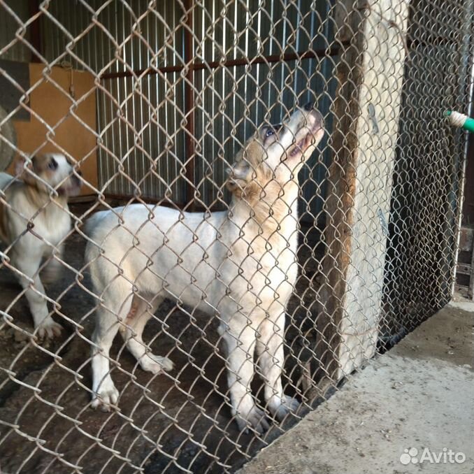 Кавказский волкодав, продажа щенков