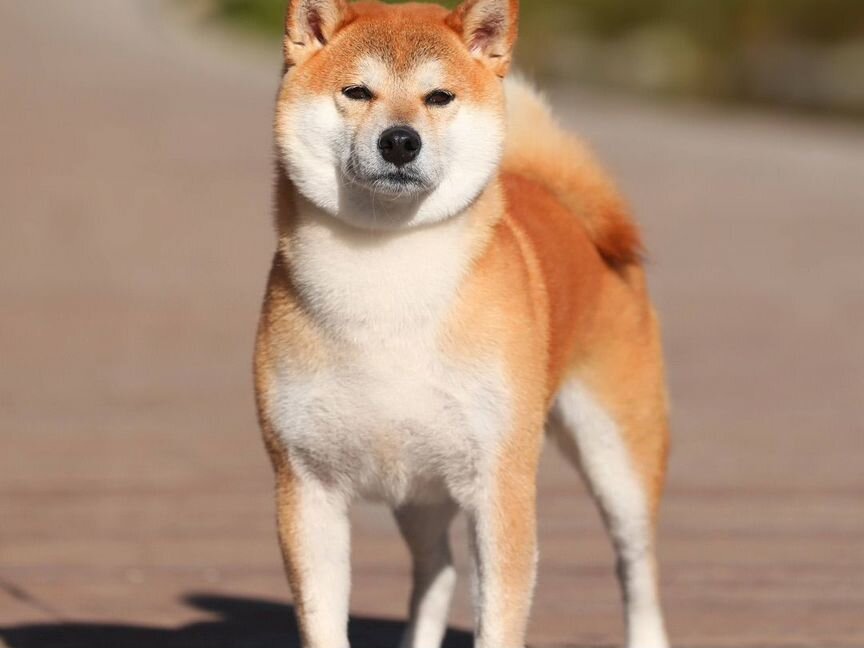 Вязка кобель Сиба ину