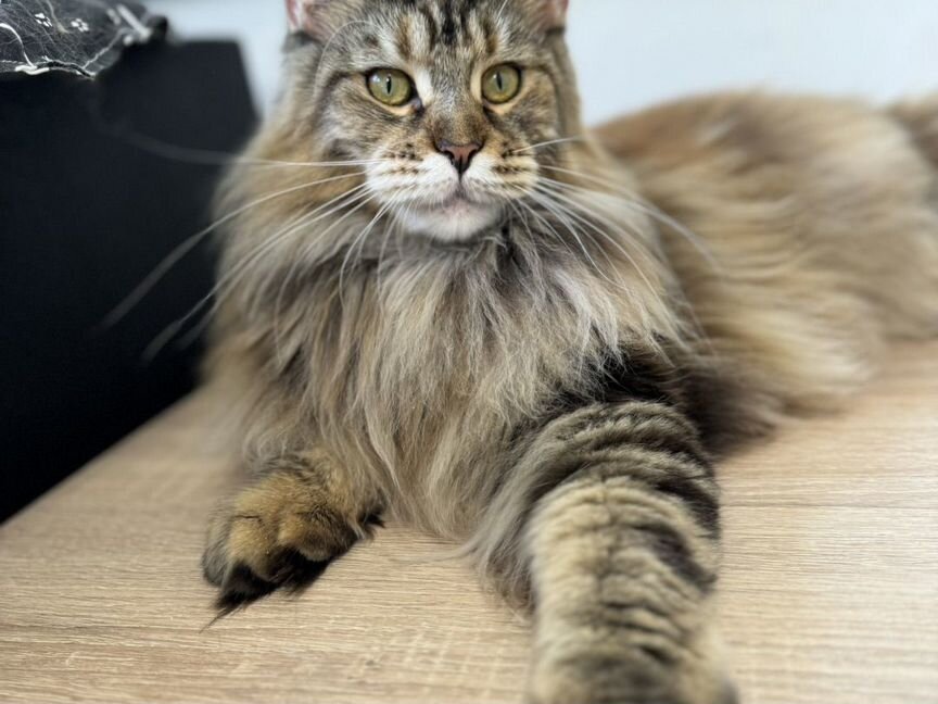 Мейн-кун кошечка