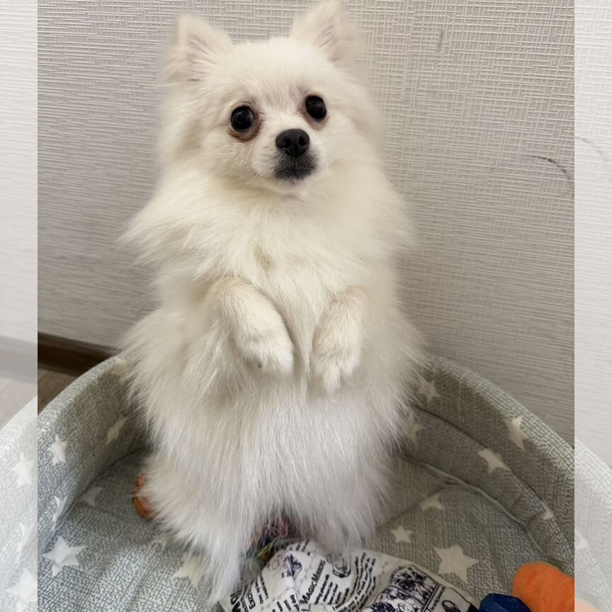 Померанский шпиц, щенок