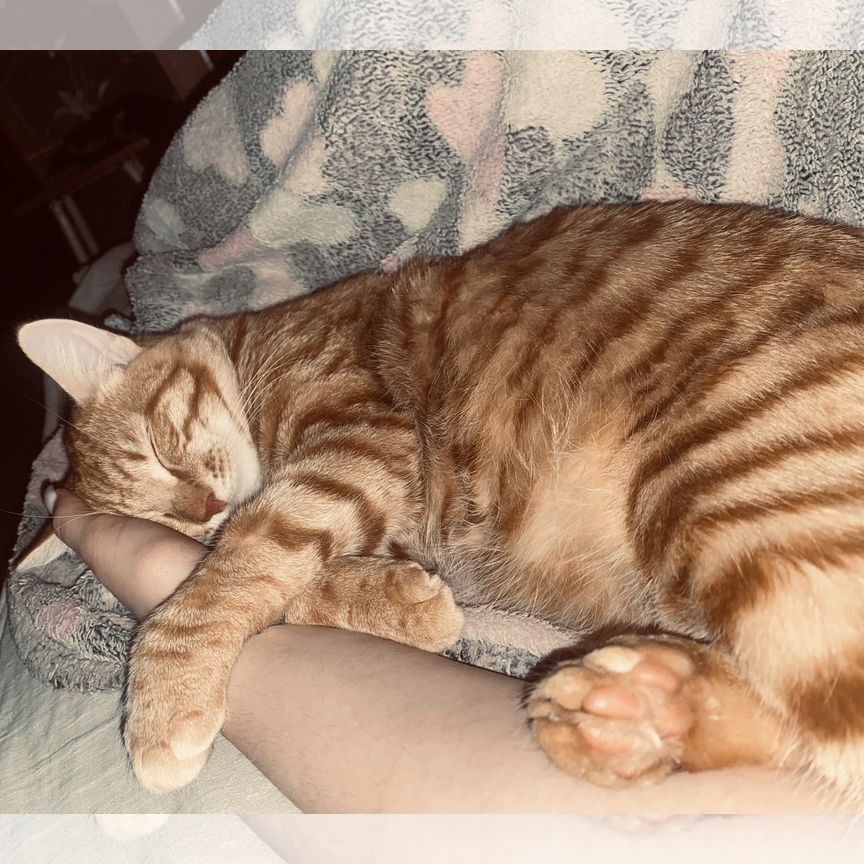 Взрослый кот в добрые руки