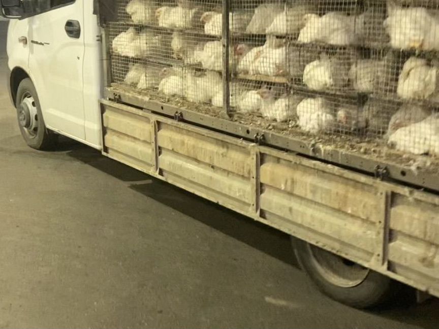 Куры бройлеры доставка 8 февраля