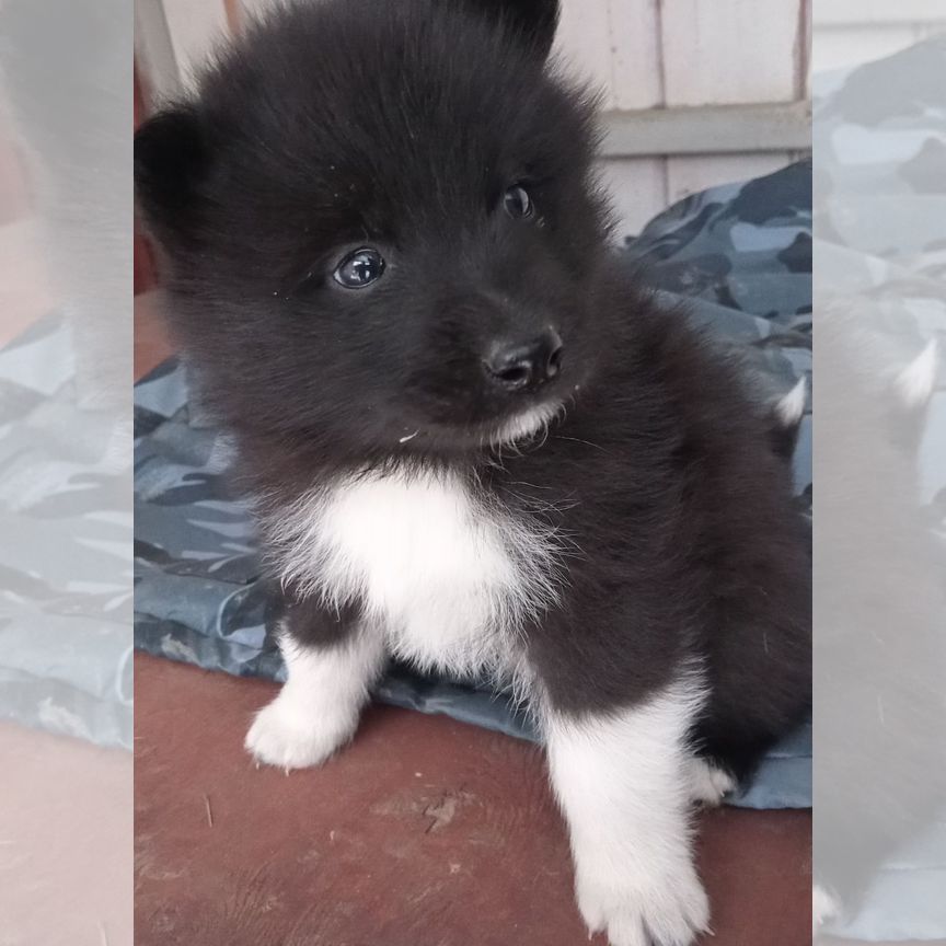 Щенки Русско европейской лайки