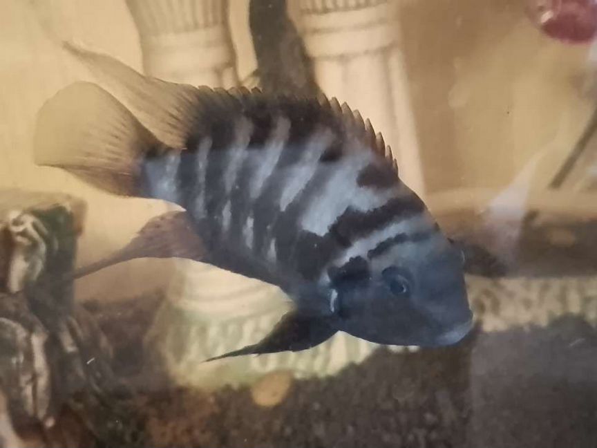 Цихлида чернополосая