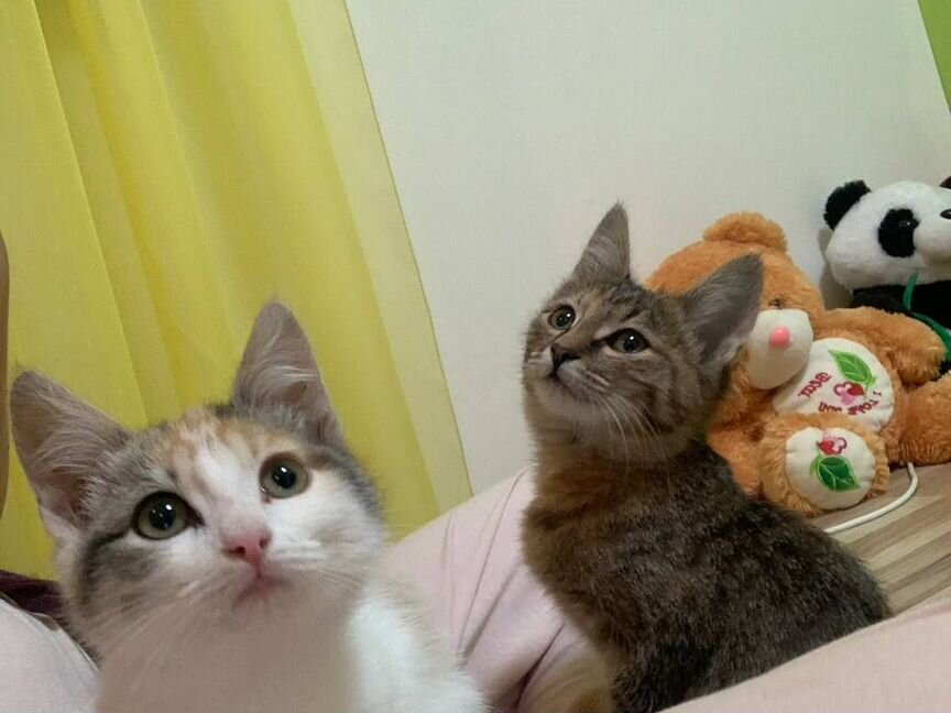 Кошка в дар