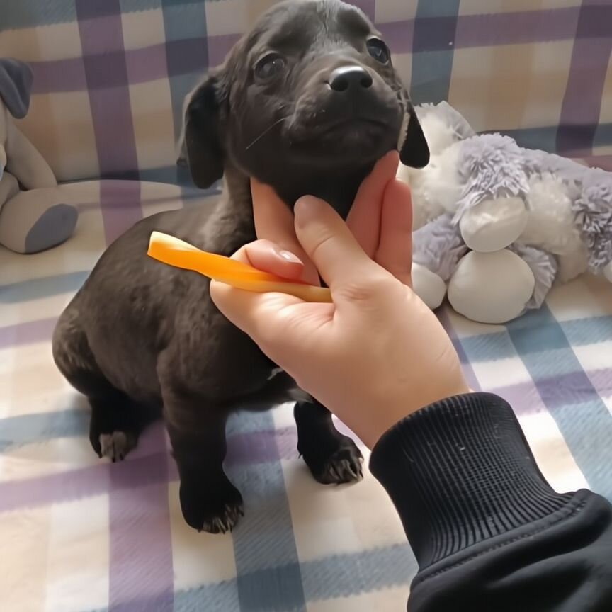 Щенок в добрые руки