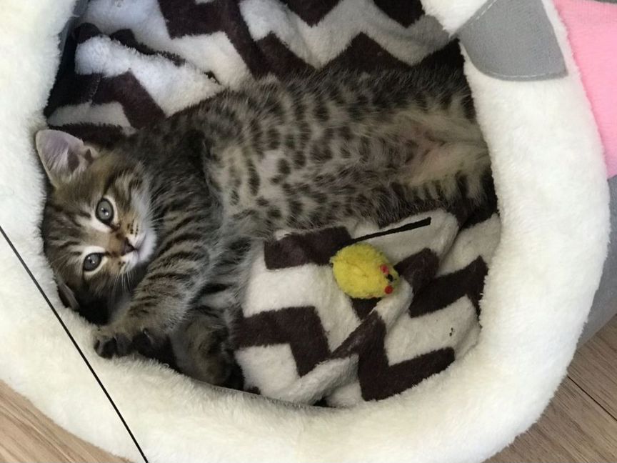 Котенок в добрые руки