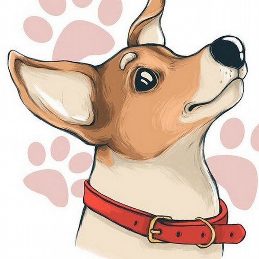 Джек-рассел-терьер, щенок