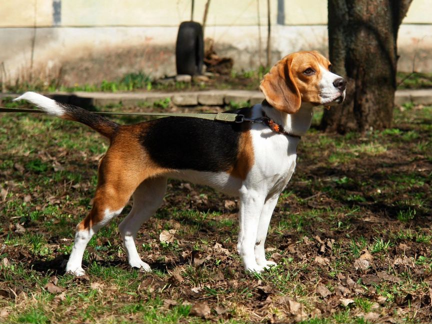 Бигль в добрые руки