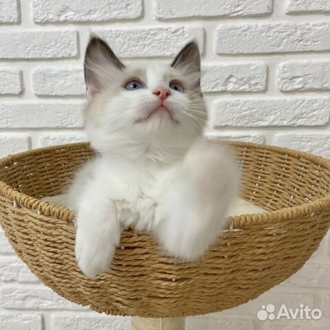 Котенок девочка метис рэгдолла